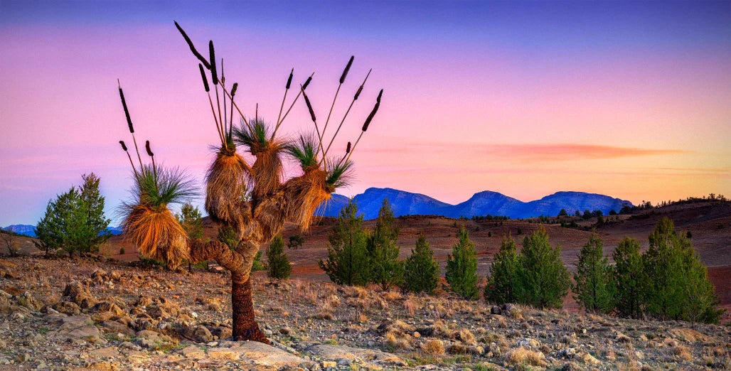 A Flinders Ranges Icon Takes Center Stage in London: My IGPOY Journey ...